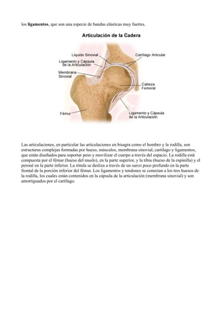 Anatomía articular, tendinosa y ligamentosa | PDF