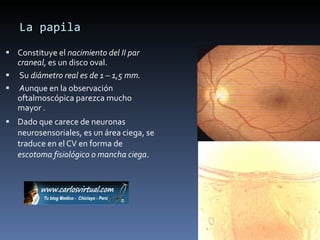 Anatomía basica de la retina | PPT