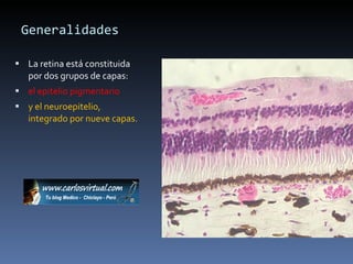 Anatomía basica de la retina | PPT