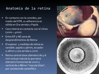Anatomía basica de la retina | PPT