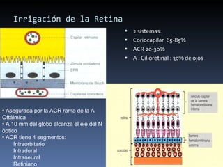 Anatomía basica de la retina | PPT