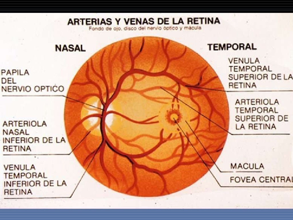Anatomía basica de la retina