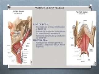 Anatomía boca | PPT