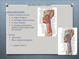 Anatomía boca | PPT
