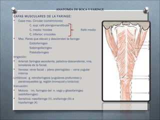 Anatomía boca | PPT