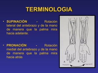 ANATOMÍA BÁSICA es una presentación enfocada a las Ciencias de la Salud ...