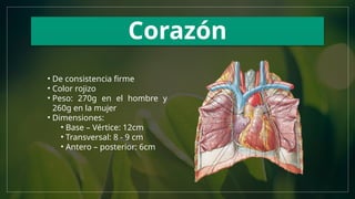 ANATOMÍA BÁSICA DEL CORAZON , ARTERIAS Y VENAS.pptx