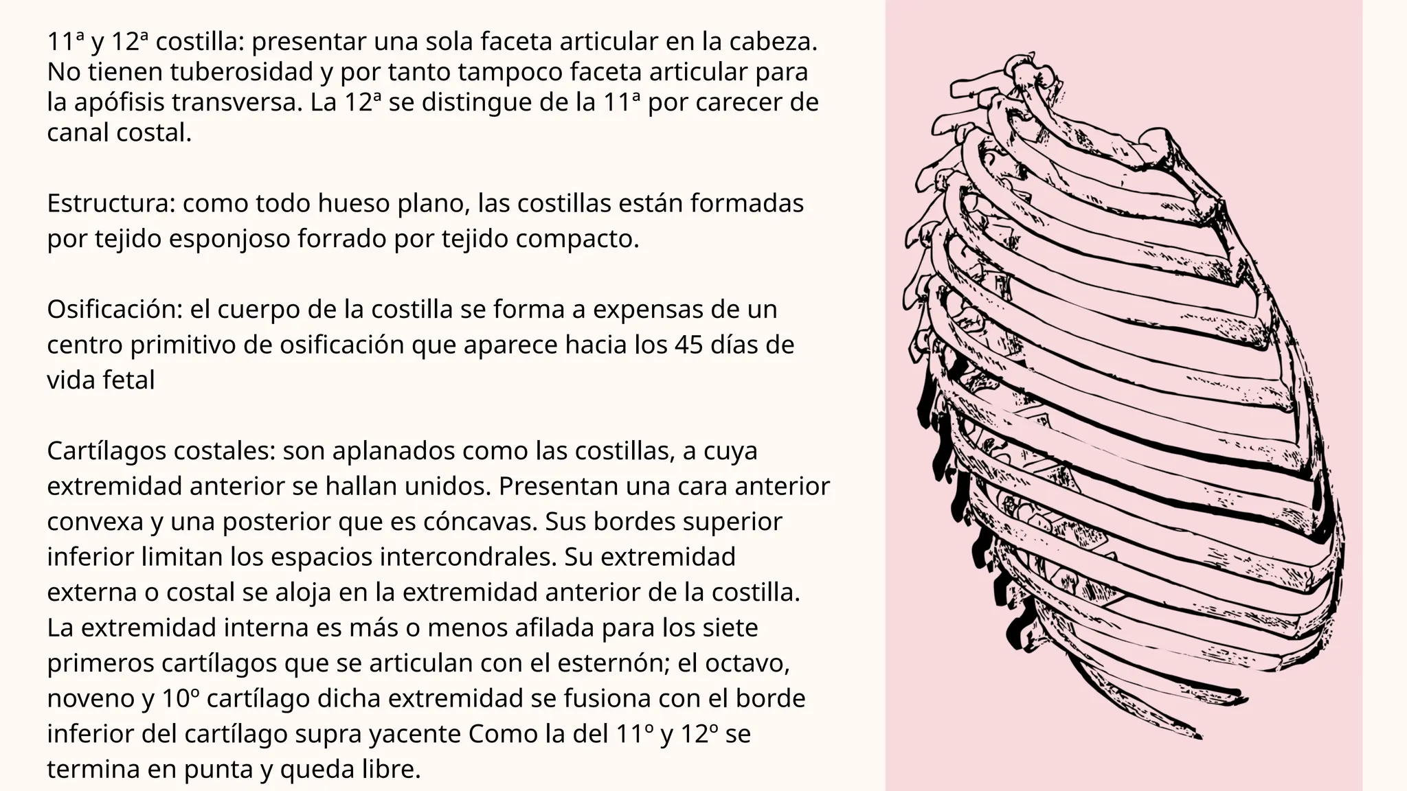 Anatomía Cabeza y Cuello por y para odonto estudents | PPTX