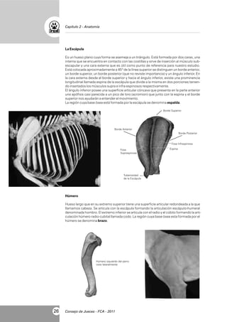 Anatomía de las razas Caninas perros.pdf