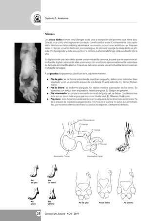 Anatomía de las razas Caninas perros.pdf