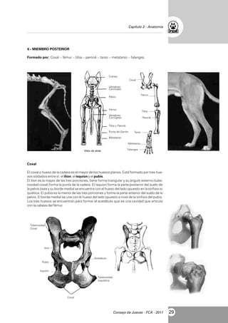 Anatomía de las razas Caninas perros.pdf