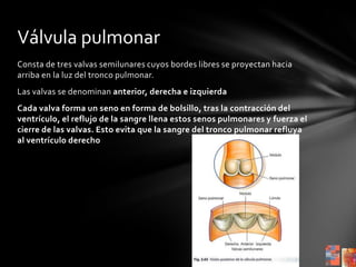 Anatomía cardiaca | PPTX