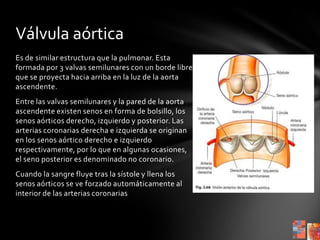 Anatomía cardiaca | PPTX