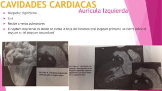 Anatomía cardiovascular por imagen | PDF