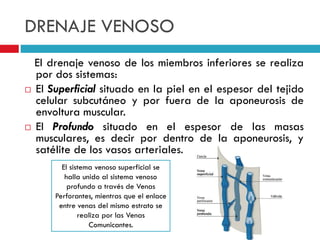 Anatomia Venosa Miembro Inferior