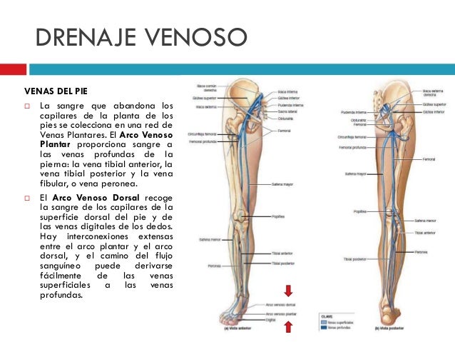 ANATOMÍA VENOSA DE LOS MIEMBROS INFERIORES