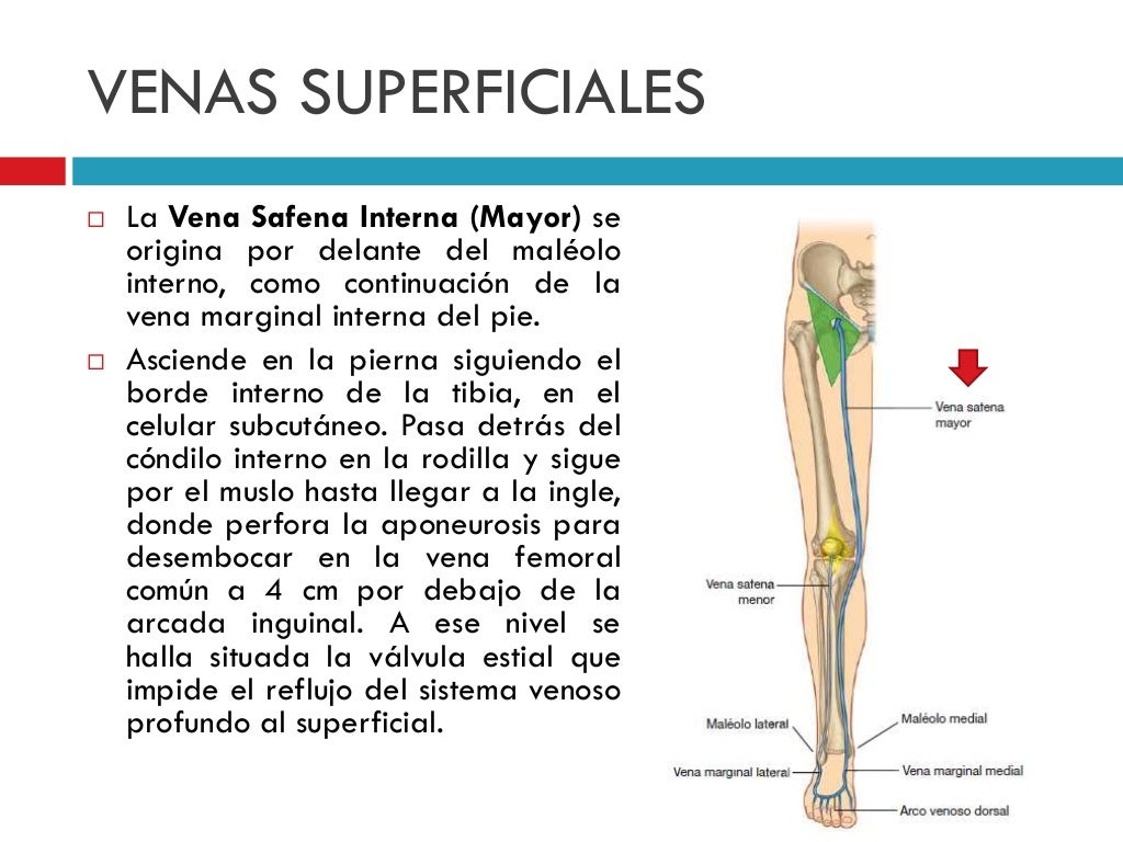 ANATOMÍA VENOSA DE LOS MIEMBROS INFERIORES