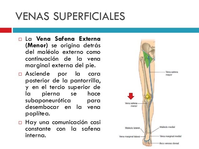 ANATOMÍA VENOSA DE LOS MIEMBROS INFERIORES