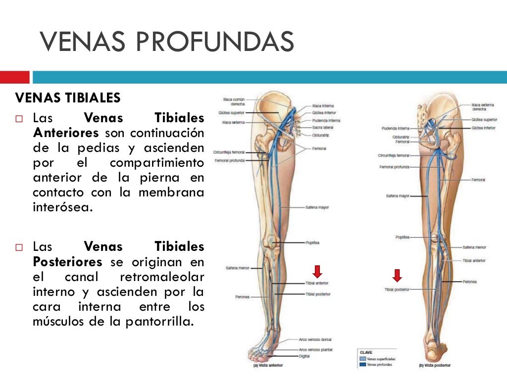 ANATOMÍA VENOSA DE LOS MIEMBROS INFERIORES