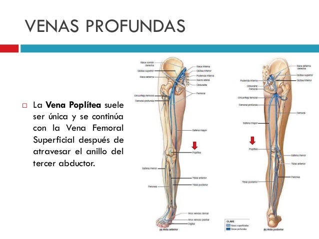 ANATOMÍA VENOSA DE LOS MIEMBROS INFERIORES