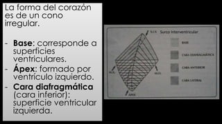 Cardiología - Anatomía clínica del corazón | PPTX