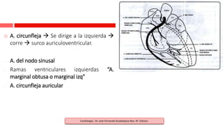 Anatomía clínica del corazón | PPTX