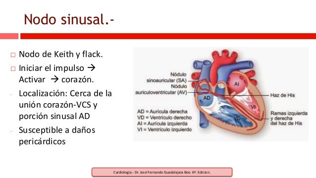 Anatomía clínica del corazón
