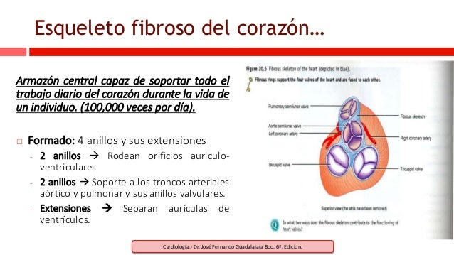 Anatomía clínica del corazón