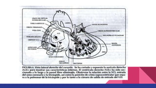 ANATOMÍA CLÍNICA DEL CORAZÓN.pdf