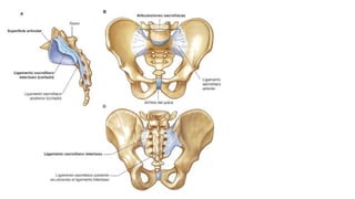 Anatomía clínica DE PELVIS Y MUSCULOS PELVICOS.pptx