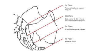 Anatomía clínica DE PELVIS Y MUSCULOS PELVICOS.pptx