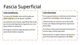 Anatomía clínica DE PELVIS Y MUSCULOS PELVICOS.pptx