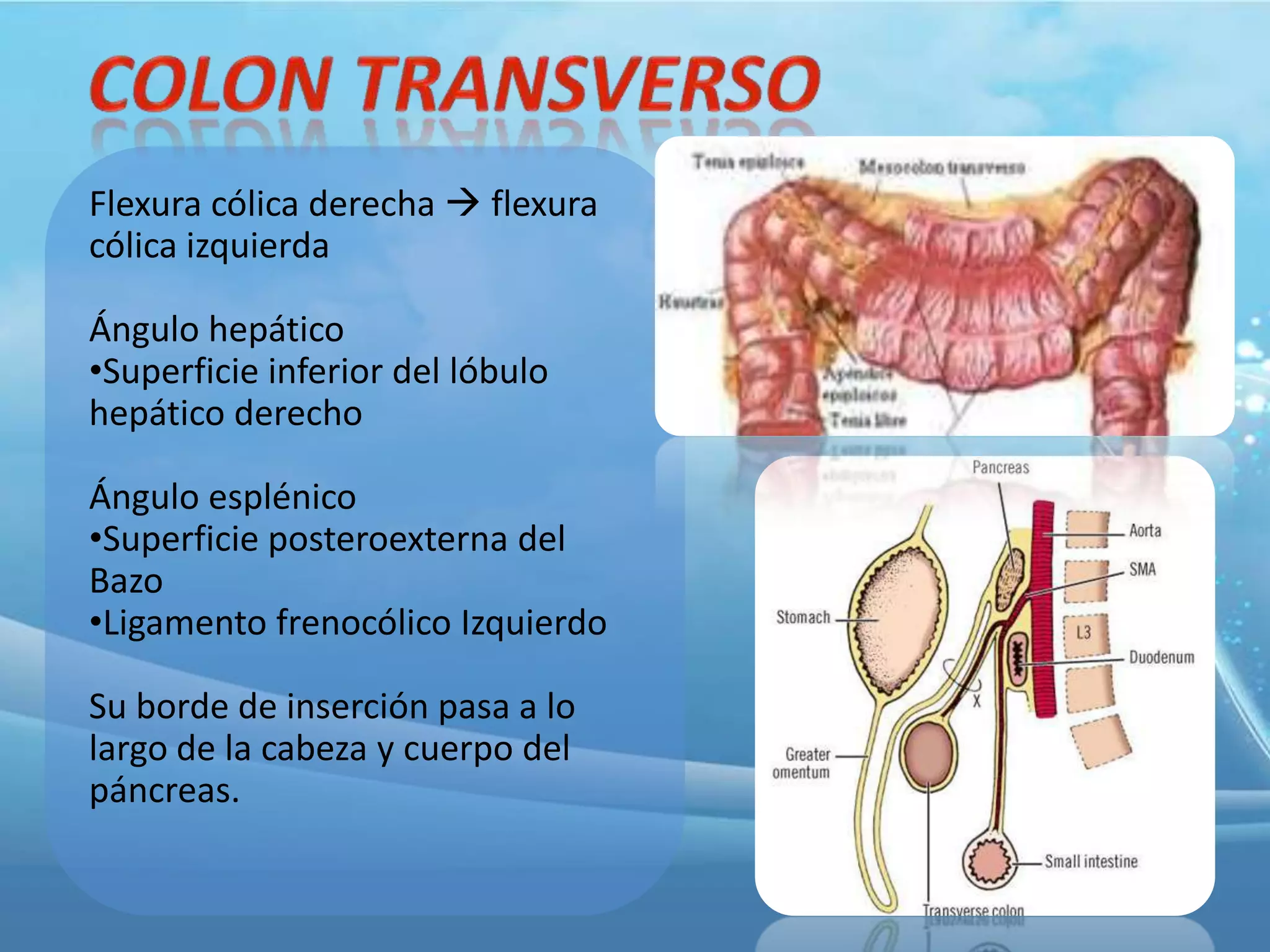 Anatomía colon ano y recto | PPTX