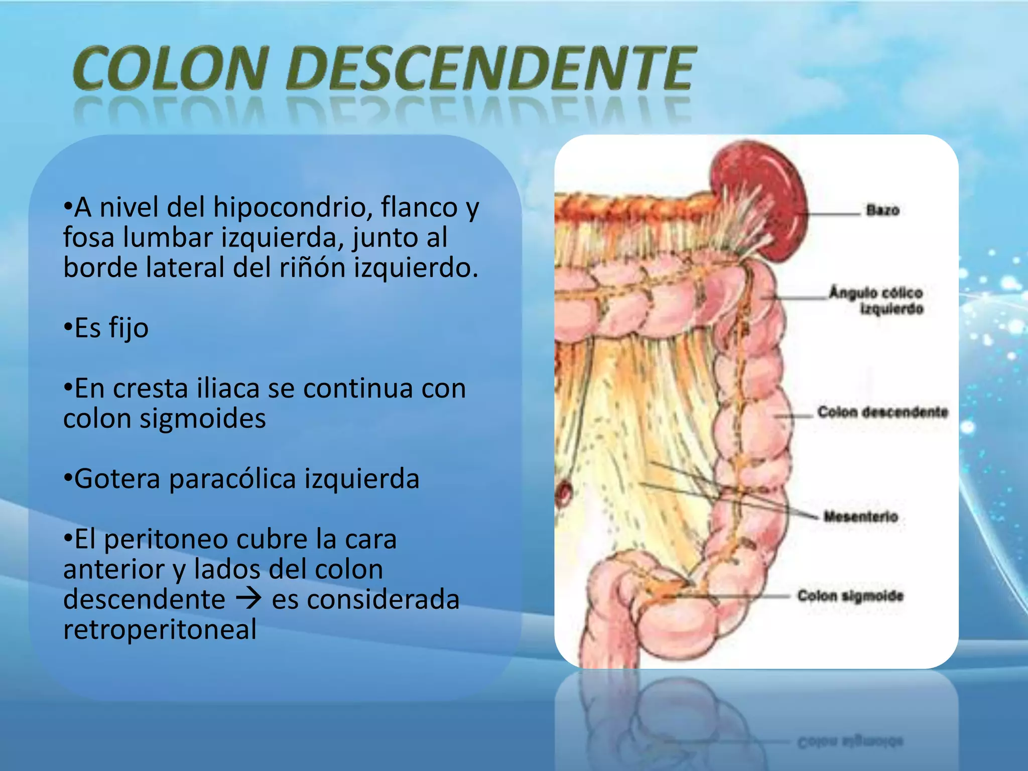 Anatomía colon ano y recto | PPTX