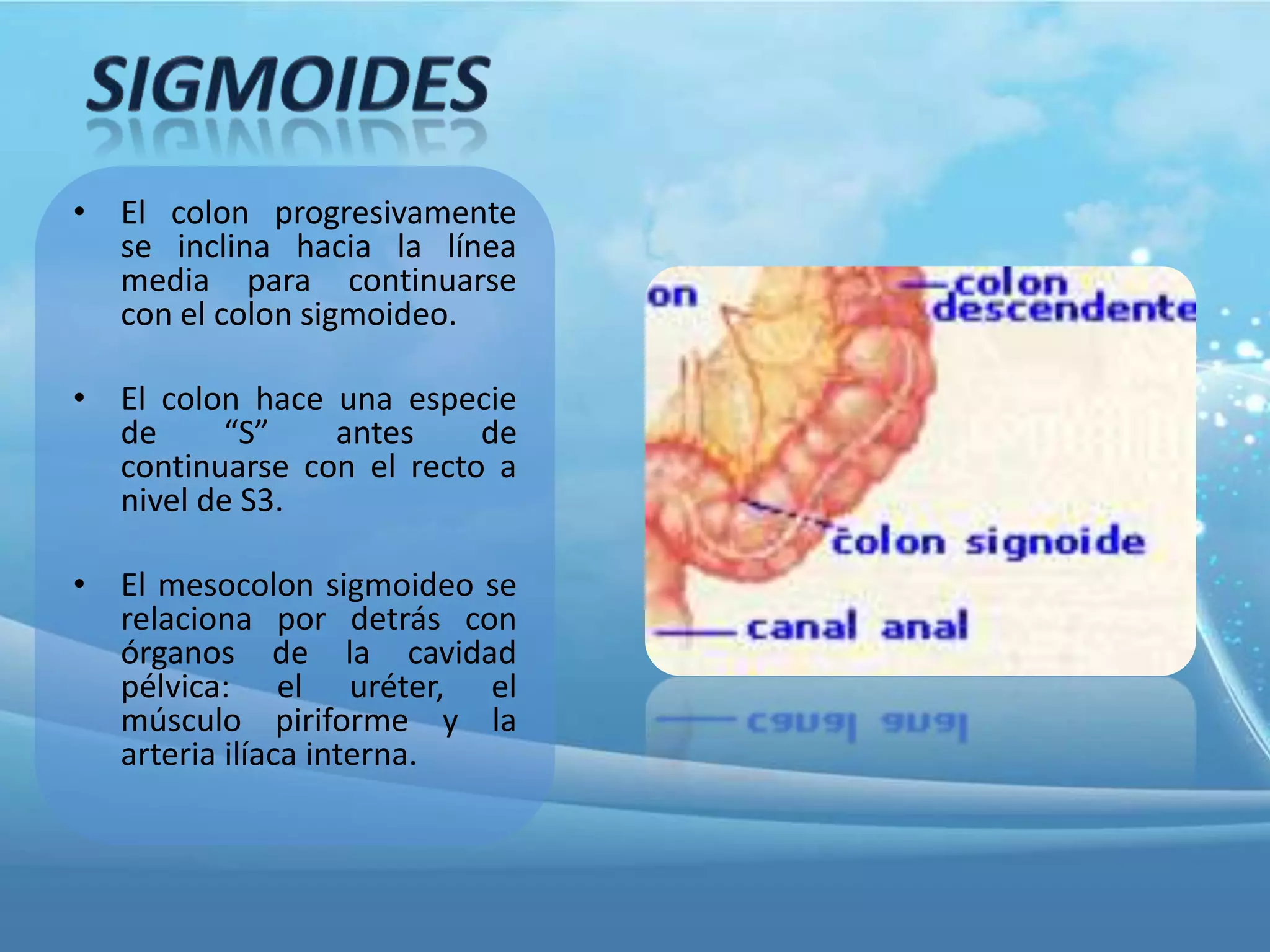 Anatomía colon ano y recto | PPTX
