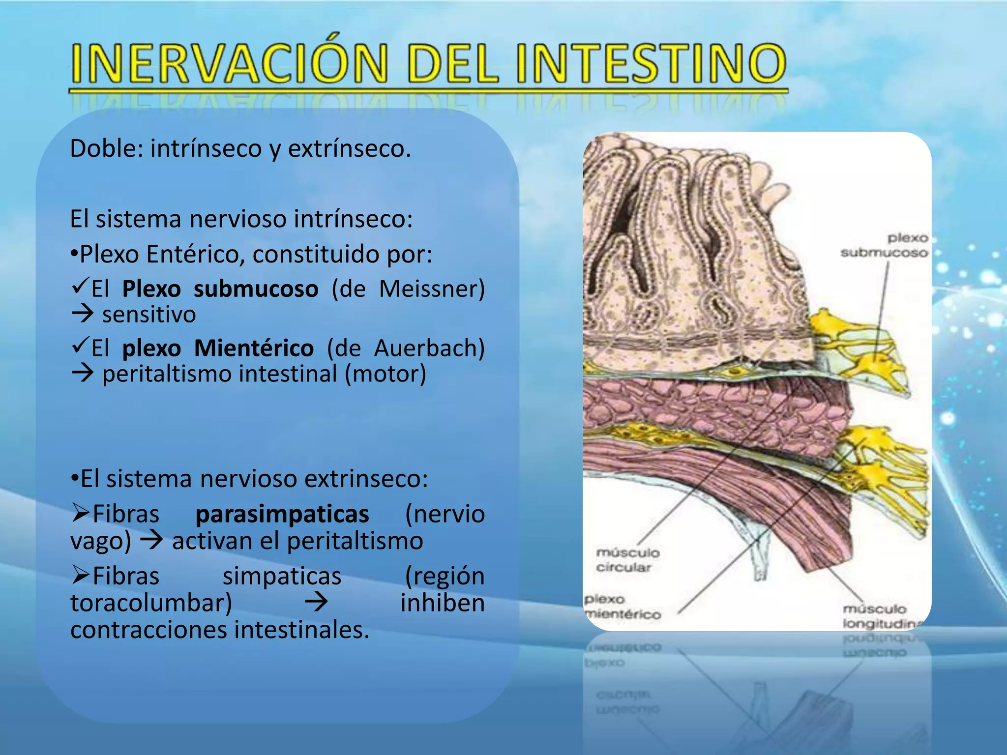 Anatomía colon ano y recto | PPTX