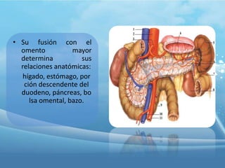 Anatomía colon ano y recto | PPTX