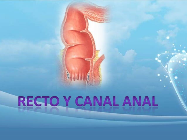 Anatomía colon ano y recto | PPTX