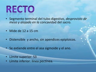 Anatomía colon ano y recto | PPTX