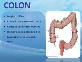 Anatomía colon ano y recto | PPTX