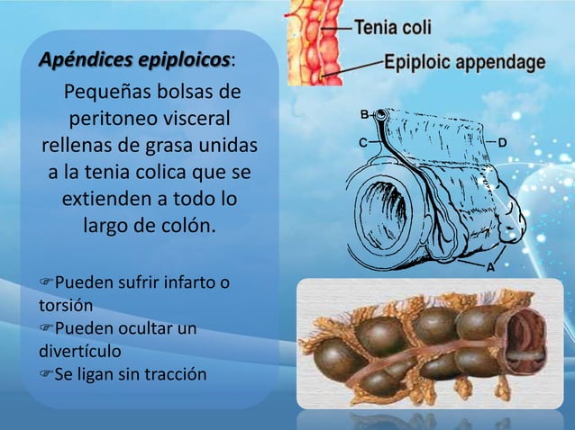 Anatomía colon ano y recto | PPTX