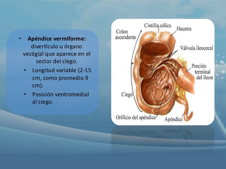 Anatomía colon ano y recto
