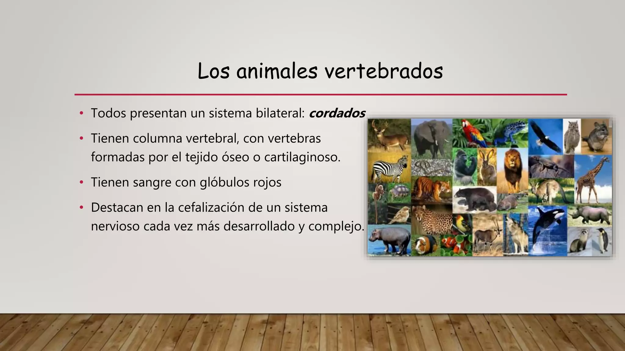 Anatomía comparada entre animales invertebrados y vertebrados | PPT