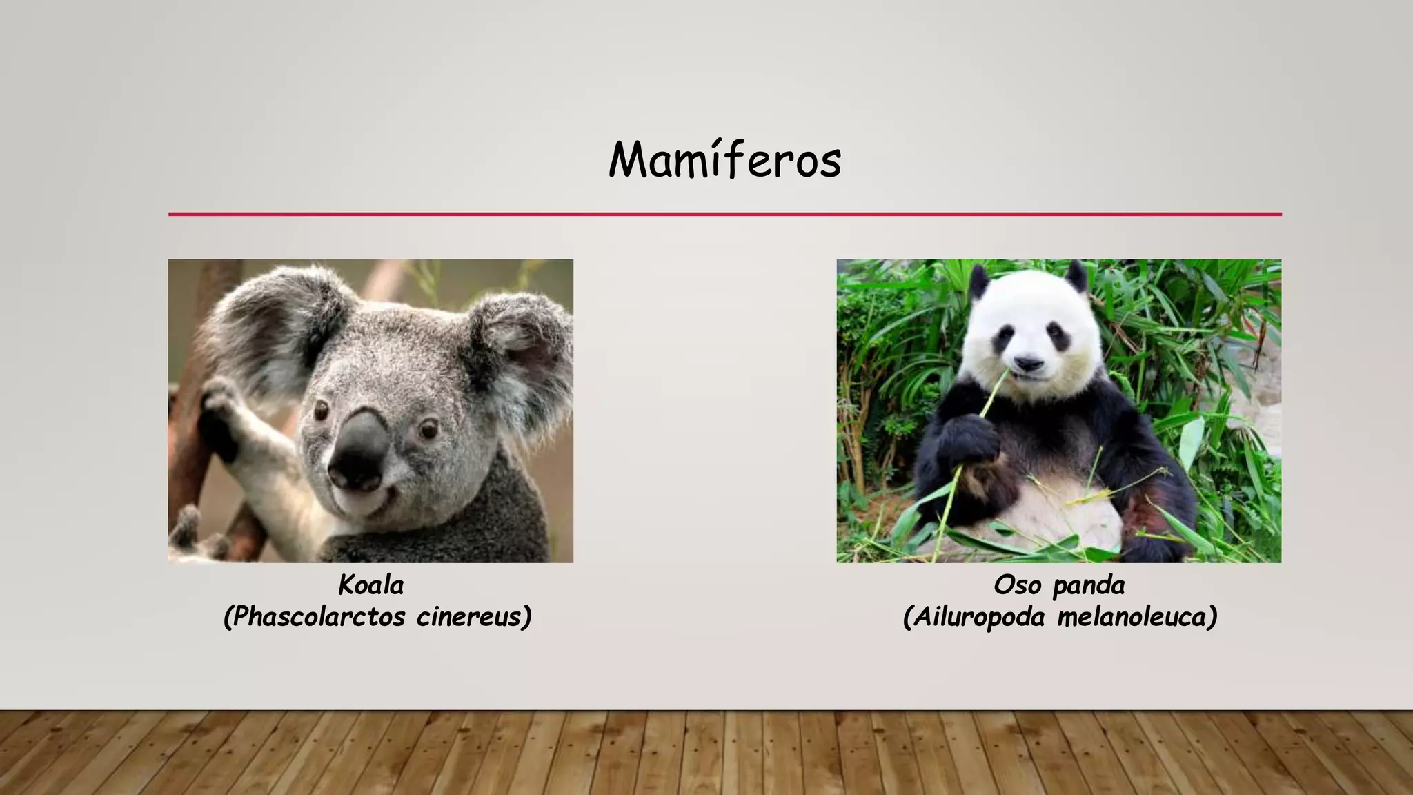 Anatomía comparada entre animales invertebrados y vertebrados | PPT
