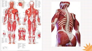Anatomía, concepto,tejidos,aparatos y sistemas (1)[1].pptx
