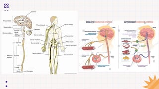 Anatomía, concepto,tejidos,aparatos y sistemas (1)[1].pptx