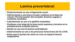 Anatomía Cuello ANATOMÍA FÁCIL. Introducción | PDF