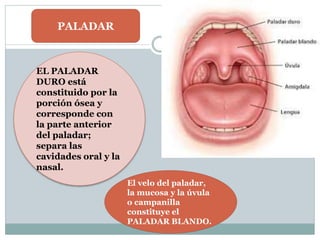 Anatomía de la boca y faringe | PPTX