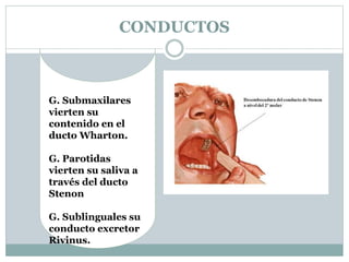 Anatomía de la boca y faringe | PPTX