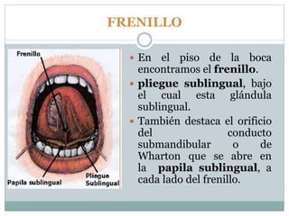 Anatomía de la boca y faringe | PPTX